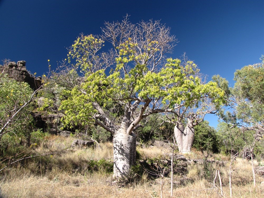 Binns Track - Gregory National Park