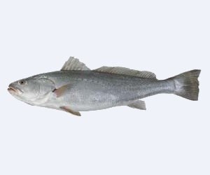 Mulloway