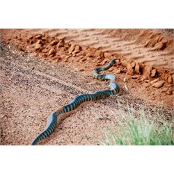 Close encounters with snakes of the Western Deserts -If it wriggles, it ...