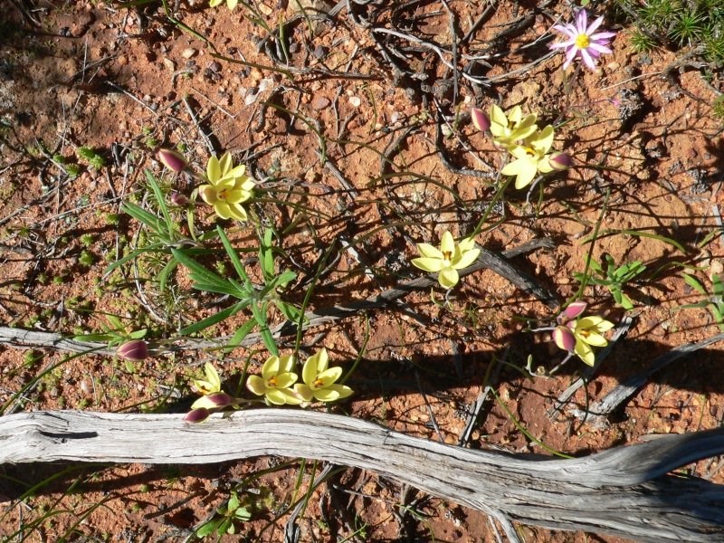 Wildflower Country - Mullewa to Northam @ ExplorOz Blogs