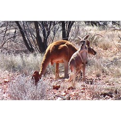South West Queensland - The Dowling Track and Kilcowera Station ...