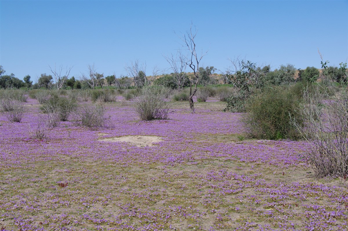 Wildflowers of the Birdsville Track and Simpson Desert @ ExplorOz Blogs