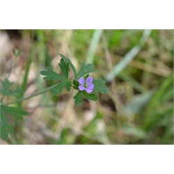 Spring Gully Conservation Park - Wildflowers October 2011 @ ExplorOz Blogs