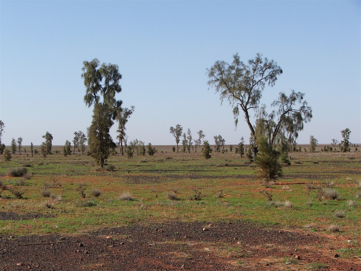 Acacia peuce - Waddy Wood @ ExplorOz Blogs