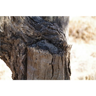 Acacia peuce - Waddy Wood @ ExplorOz Blogs