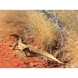 Australian Reptiles - Goannas @ ExplorOz Blogs