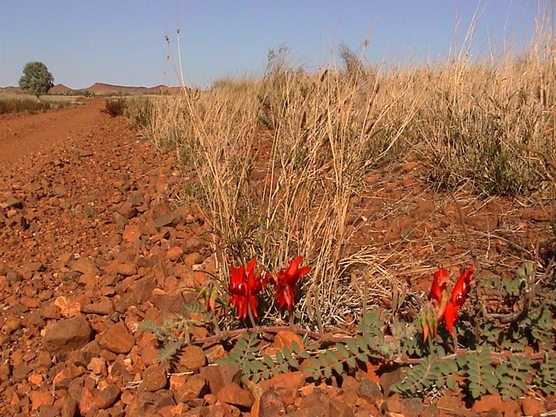 East Pilbara Day 48 - Eel Pool to Newman @ ExplorOz Blogs