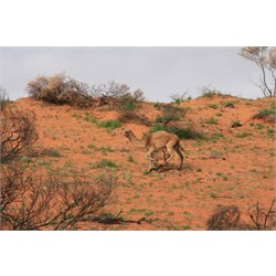 Found: A camel with no hump @ ExplorOz Blogs
