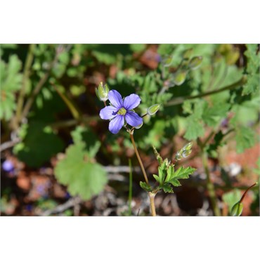 Great Victoria Desert Wildflowers - August 2014 @ ExplorOz Blogs