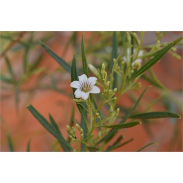 Great Victoria Desert Wildflowers - August 2014 @ ExplorOz Blogs
