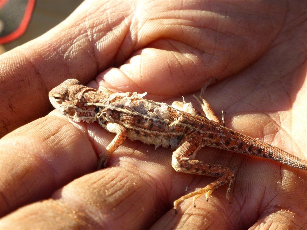 Encounters with Australian Reptiles #8 - Central Military Dragon ...