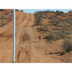 Simpson Desert:- WAA Line, Colson Track & French Line to Dalhousie ...