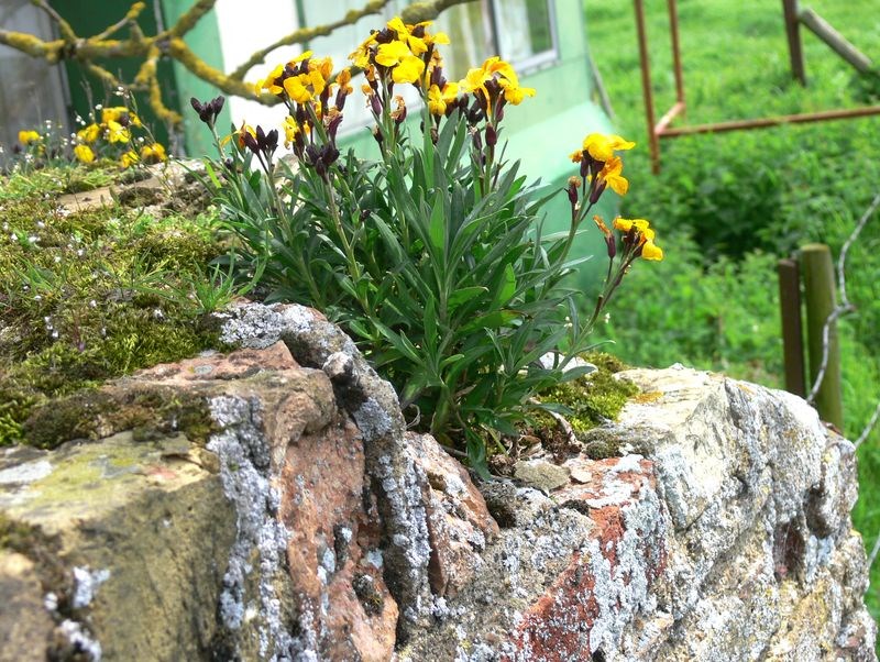 What’s in a name – how plants are named. @ ExplorOz Blogs