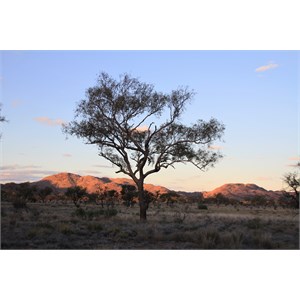 The Musgrave Ranges SA @ ExplorOz Places