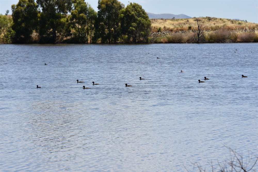 Pekina Creek Reservoir SA @ ExplorOz Places
