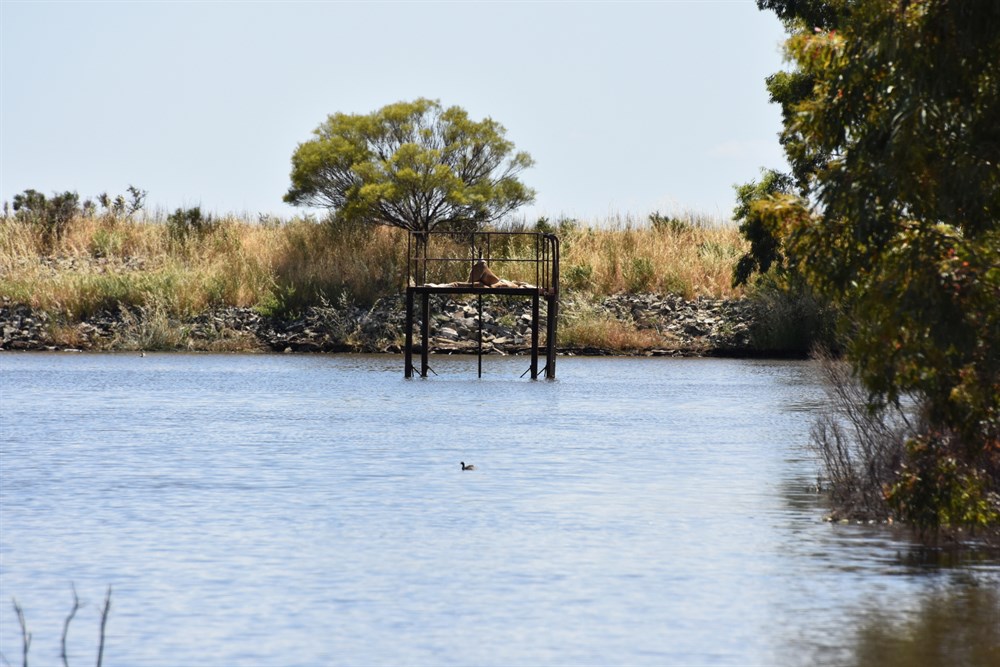 Pekina Creek Reservoir SA @ ExplorOz Places