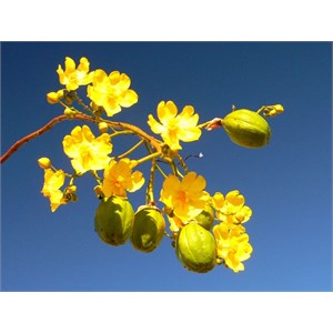 Australian Kapok Tree @ ExplorOz Wildflowers