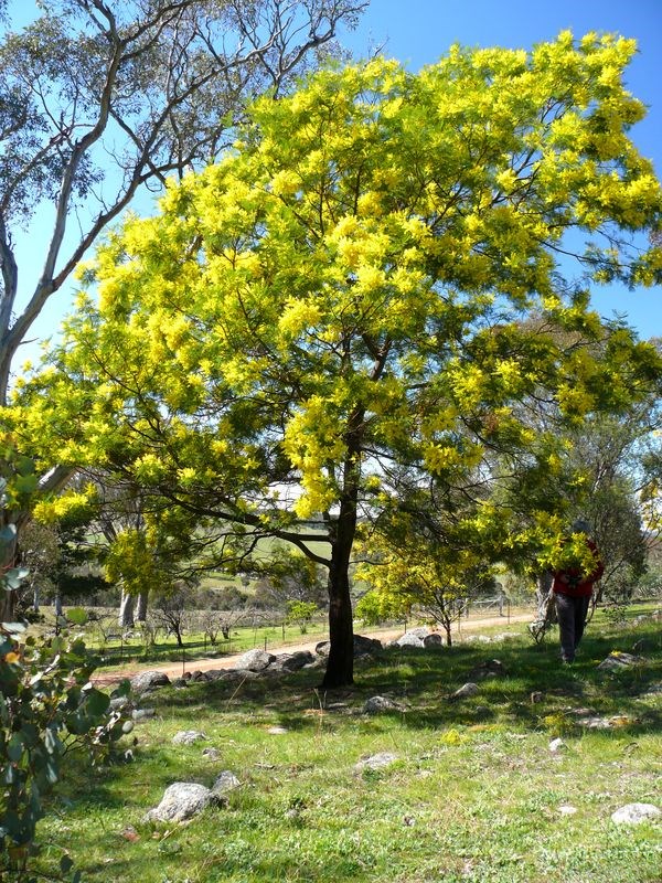 Green Wattle, Acacia decurrens @ ExplorOz Wildflowers