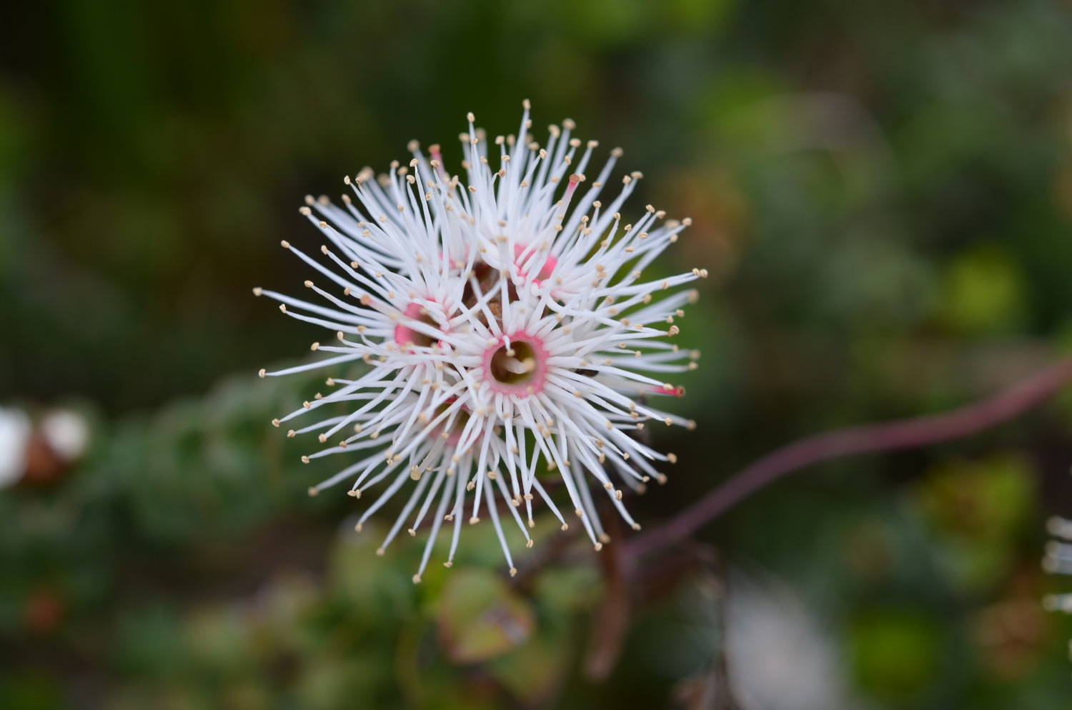 Muntries (Kunzea Pomifera): Australian Native Plant Profile, 57% OFF