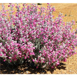 Native Foxglove @ ExplorOz Wildflowers