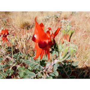 Sturt's Desert pea @ ExplorOz Wildflowers